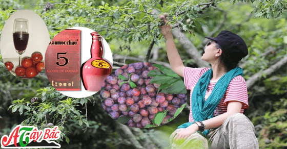 Mộc Châu nguồn cội của loại rượu mận 5 năm một trong những loại rượu ...